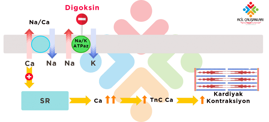 Digoksin (Digoxin) Uygulama Akıl Kartı | Acil Çalışanları