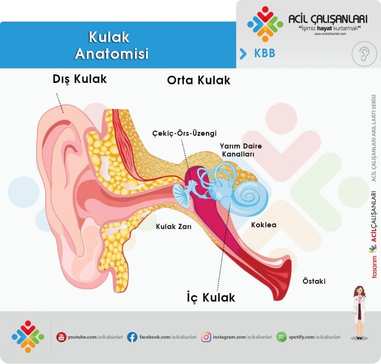 Akut Otitis Media | Acil Çalışanları