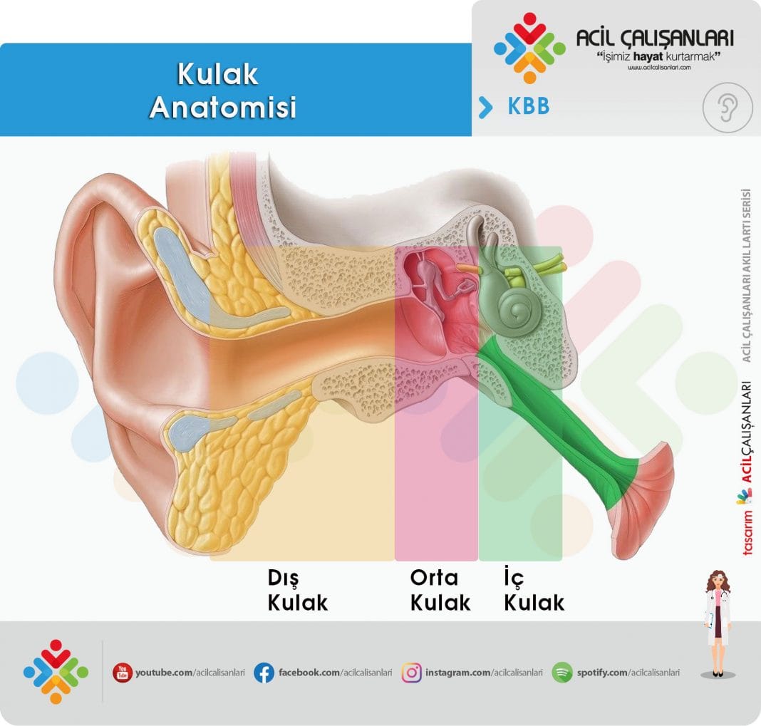 Akut Otitis Media | Acil Çalışanları