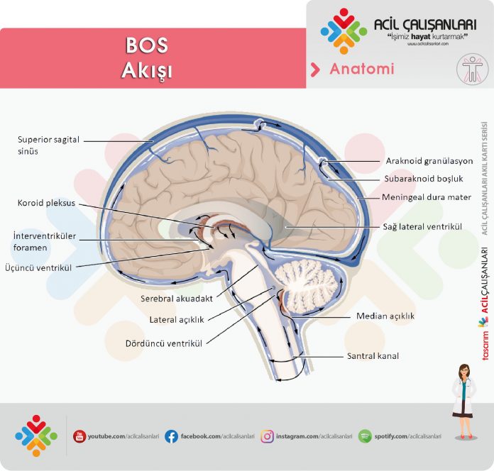 Lomber Ponksiyon (LP) - Acil Çalışanları