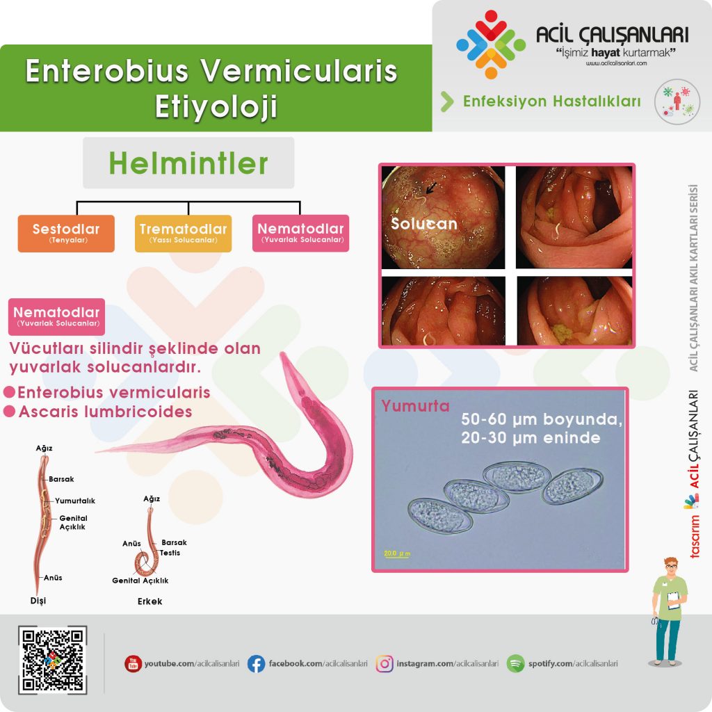 Enterobius Vermicularis (Kıl Kurdu) Acil Yaklaşım | Acil Çalışanları