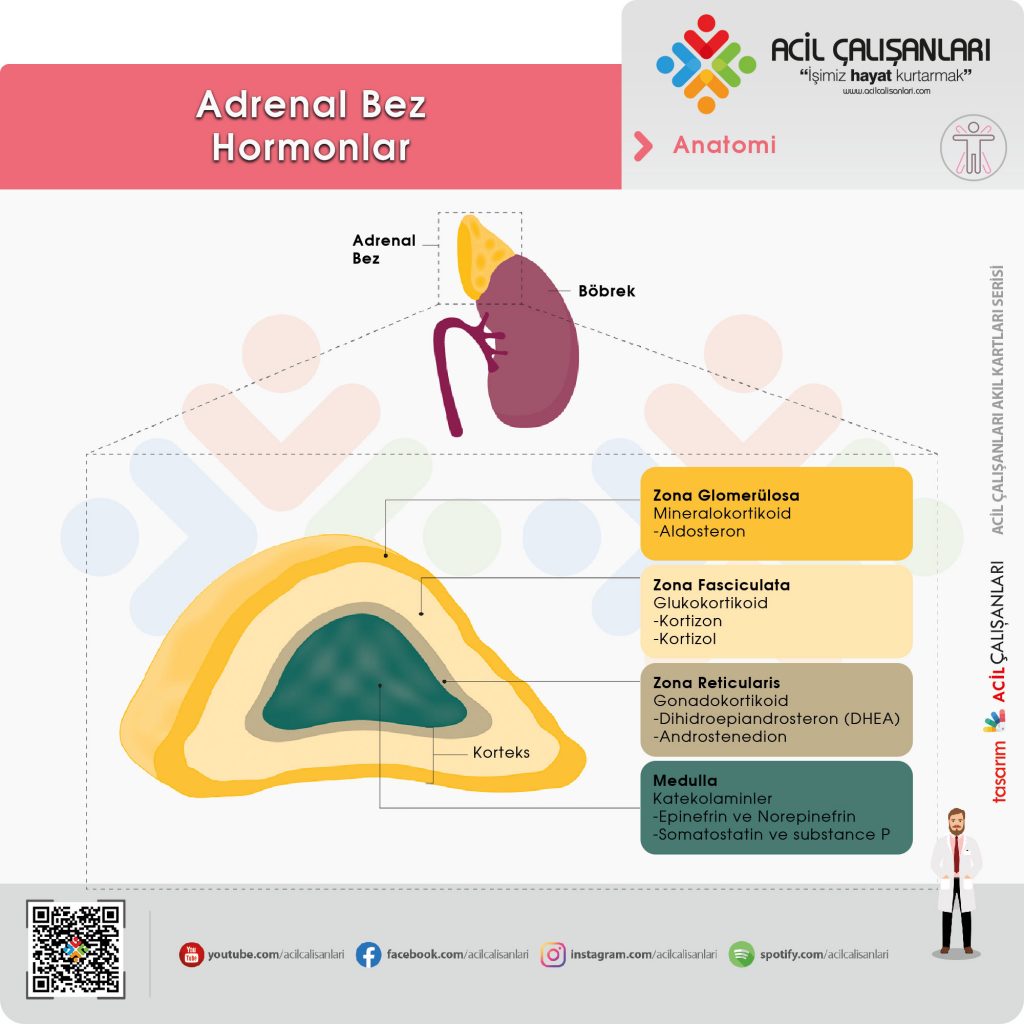 Adrenal Kriz Acil Servis Yönetimi | Acil Çalışanları