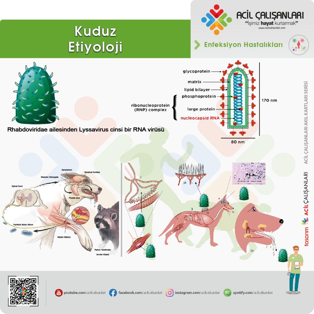 Kuduz Hastalığına Acil Servis Yaklaşımı | Acil Çalışanları