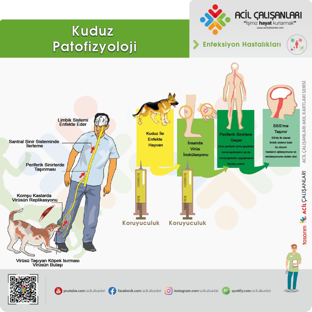 Kuduz Hastalığına Acil Servis Yaklaşımı | Acil Çalışanları