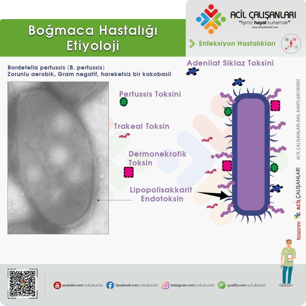 Boğmaca Hastalığı Acil Servis Yaklaşımı | Acil Çalışanları