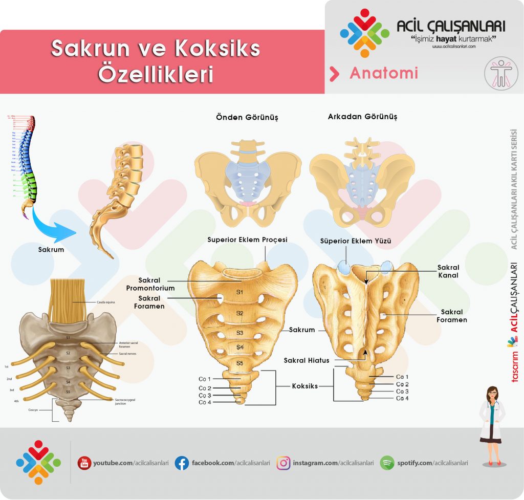 Lumbosakral Grafi Değerlendirme | Acil Çalışanları