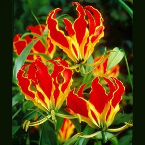 Tiyokolşikosid (Muscoril) Ampul Uygulama | Acil Çalışanları