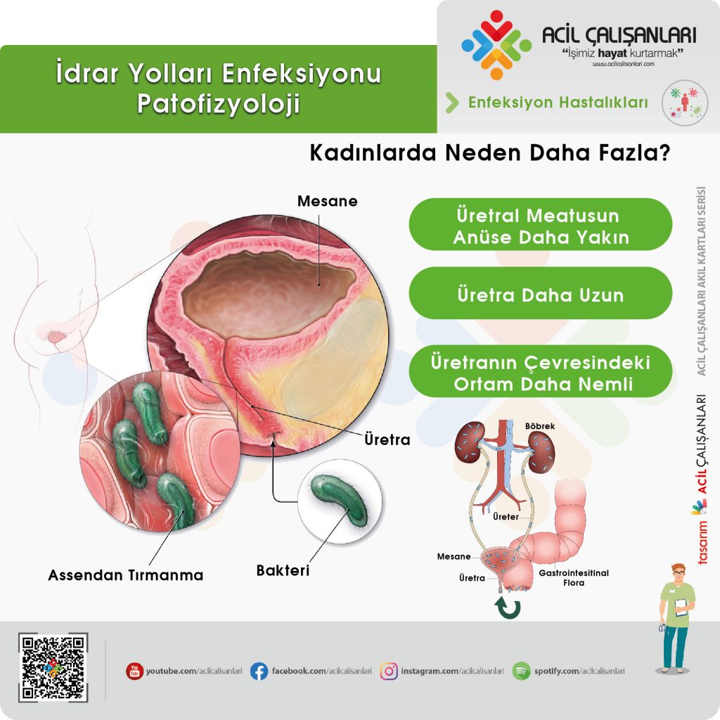 Üriner (İdrar Yolları) Sistem Enfeksiyonu Acil Yaklaşım | Acil Çalışanları