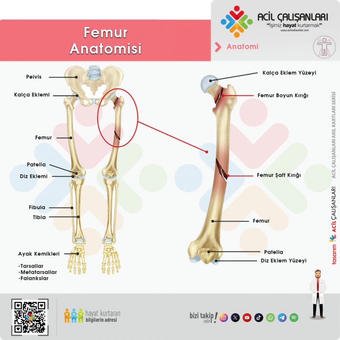 Proksimal Femur Kırıkları Acil Yaklaşım | Acil Çalışanları