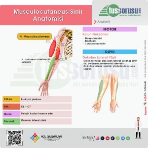 Musculocutaneous Sinir Yaralanmaları | Acil Çalışanları